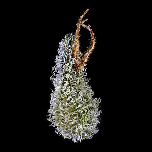 Individual parts of the cannabis plant - Nuka Seeds Bank