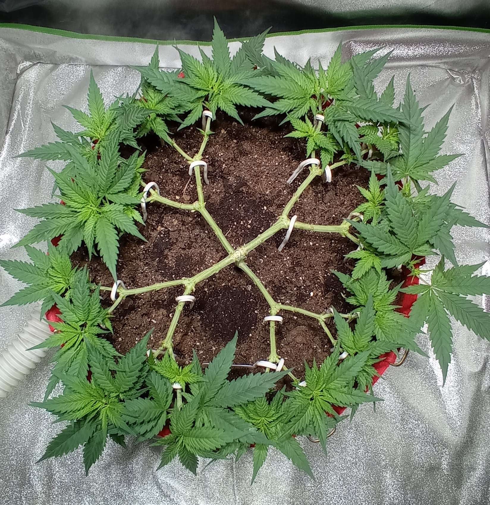 Fluxing - pretty good-looking technique of cannabis cultivation - Nuka ...